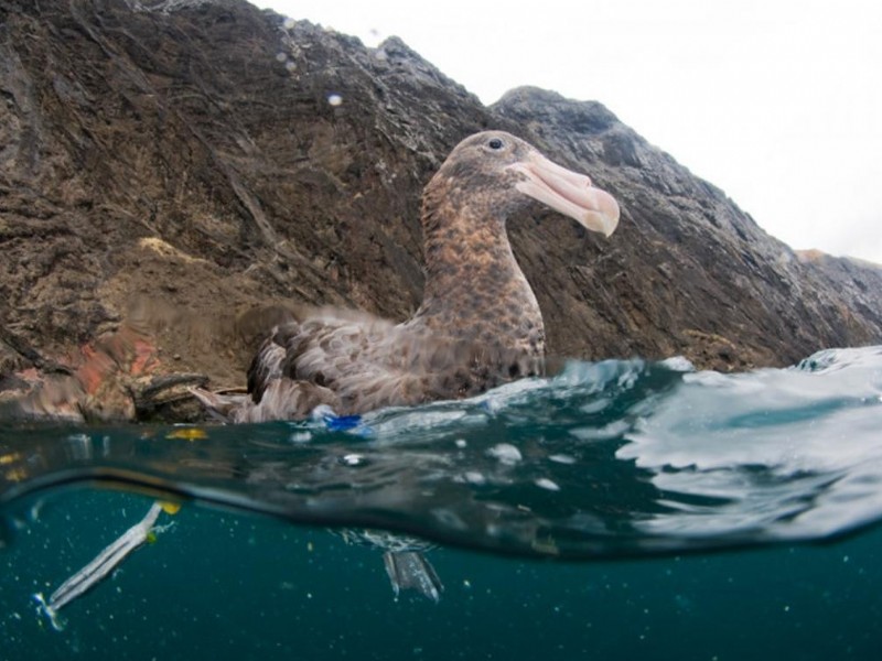 Southern Giant Petrel - Southern Giant Petrel