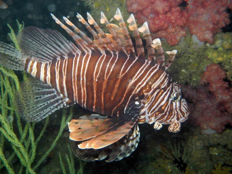 Now Cyprus has too many fish - Now Cyprus has too many fish